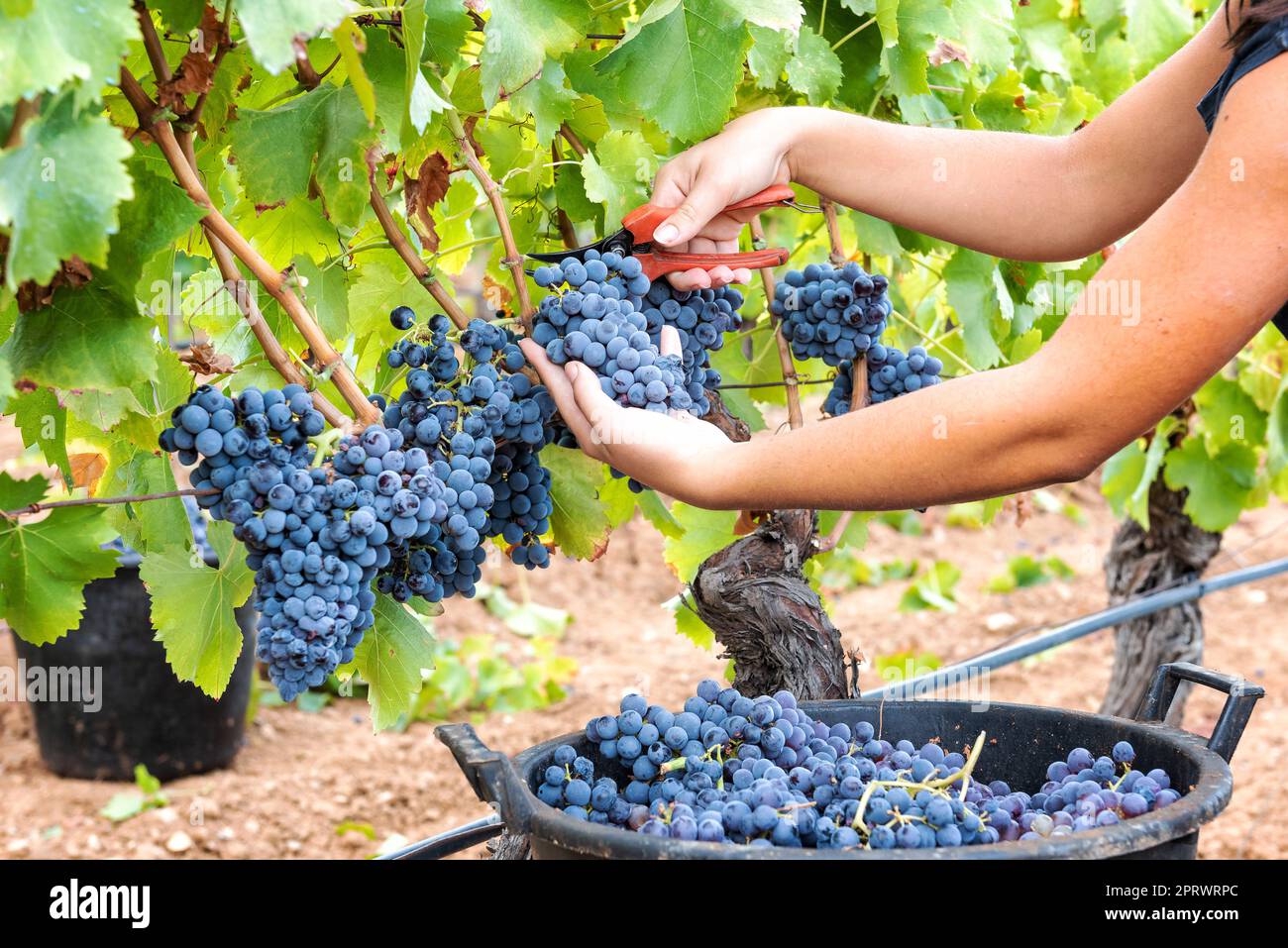 Cannonau grape harvest. Manual harvesting of grapes. Agriculture Stock Photo - Alamy