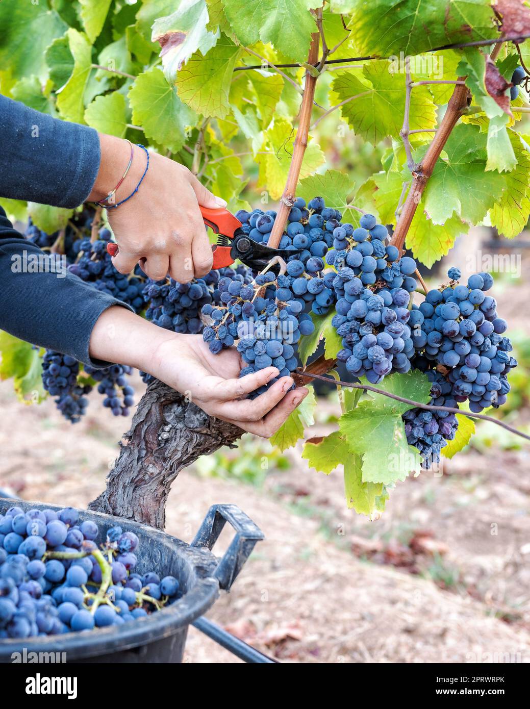 Cannonau grape harvest. Manual harvesting of grapes. Agriculture Stock Photo - Alamy