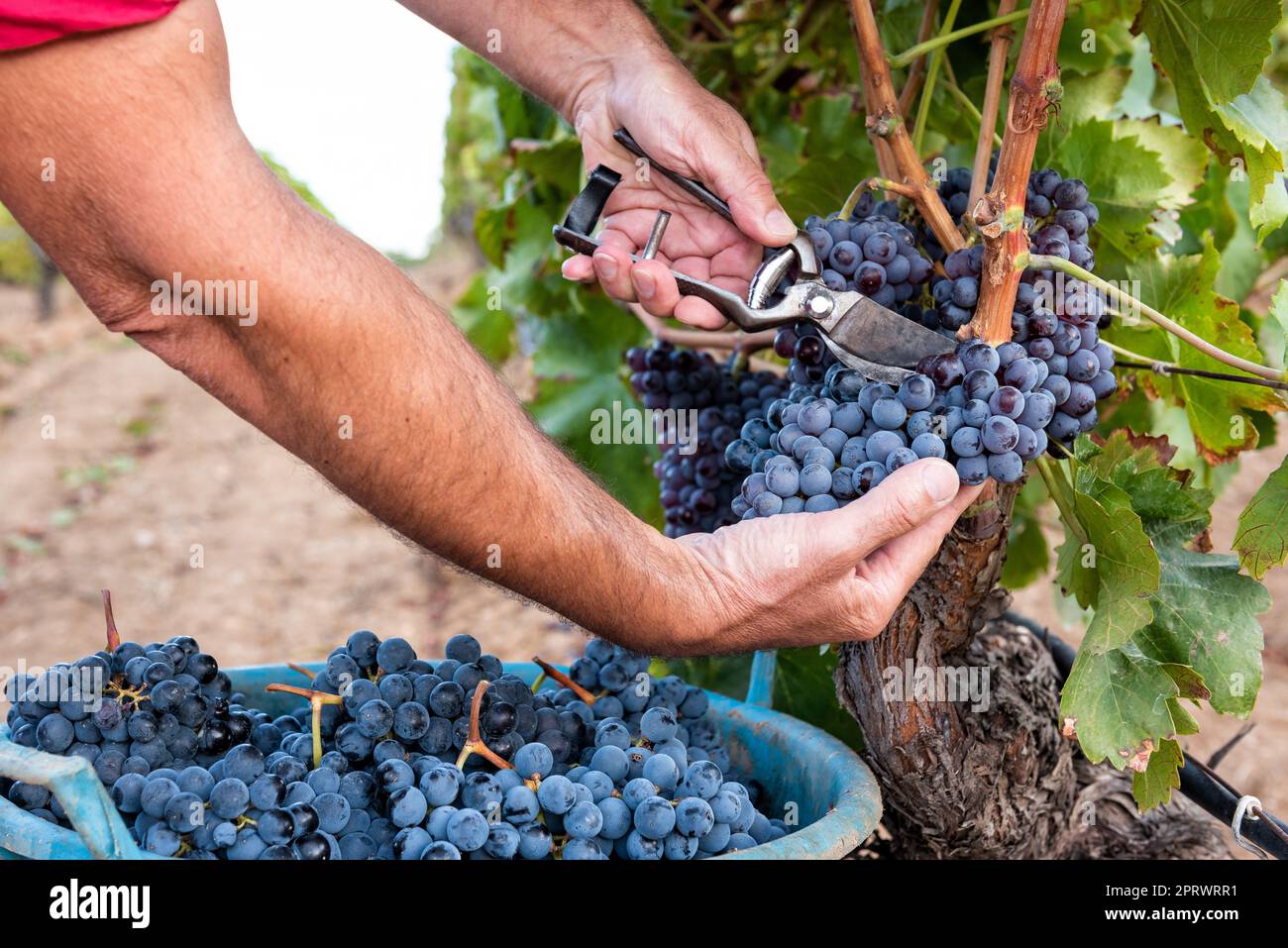 Cannonau grape harvest. Manual harvesting of grapes. Agriculture Stock Photo - Alamy