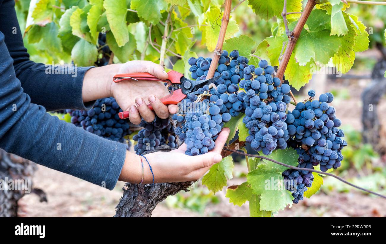Cannonau grape harvest. Manual harvesting of grapes. Agriculture Stock Photo - Alamy
