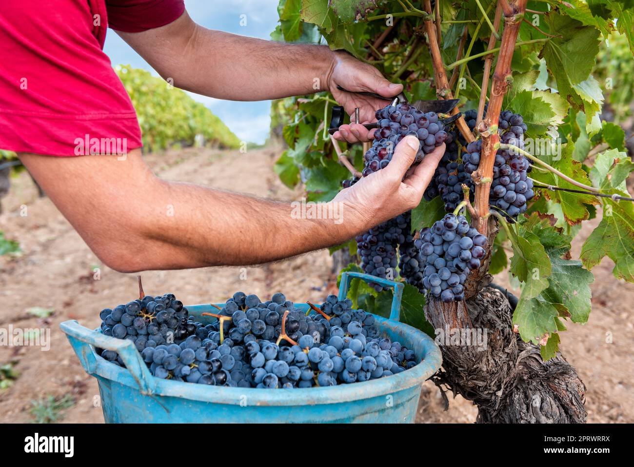 Cannonau grape harvest. Manual harvesting of grapes. Agriculture Stock Photo - Alamy
