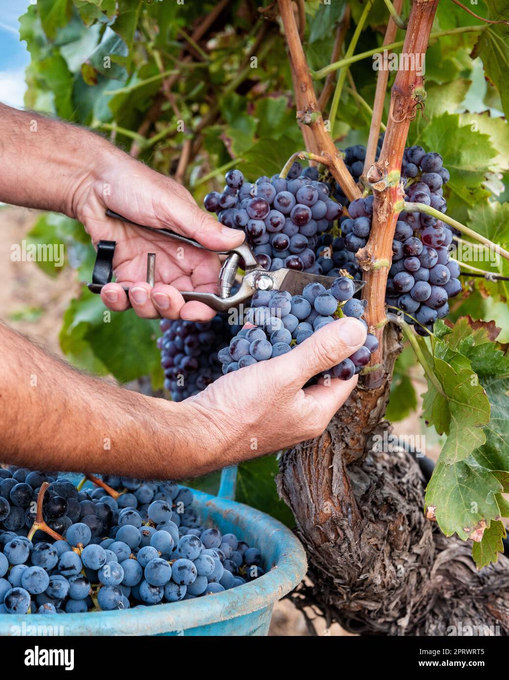 Cannonau grape harvest. Manual harvesting of grapes. Agriculture Stock Photo - Alamy