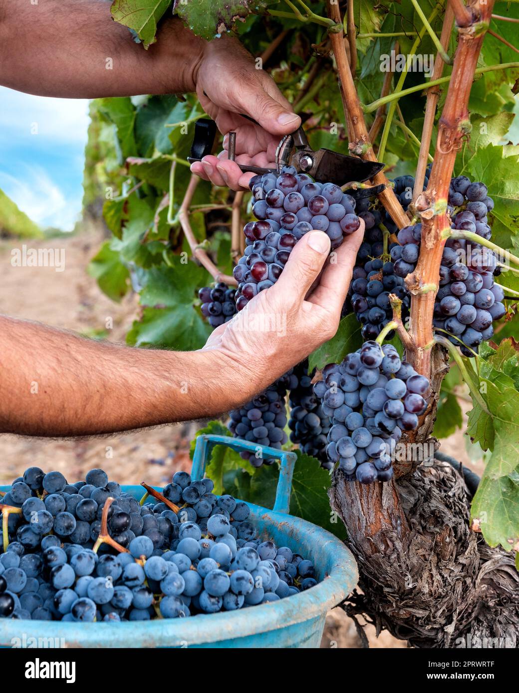 Cannonau grape harvest. Manual harvesting of grapes. Agriculture Stock Photo - Alamy