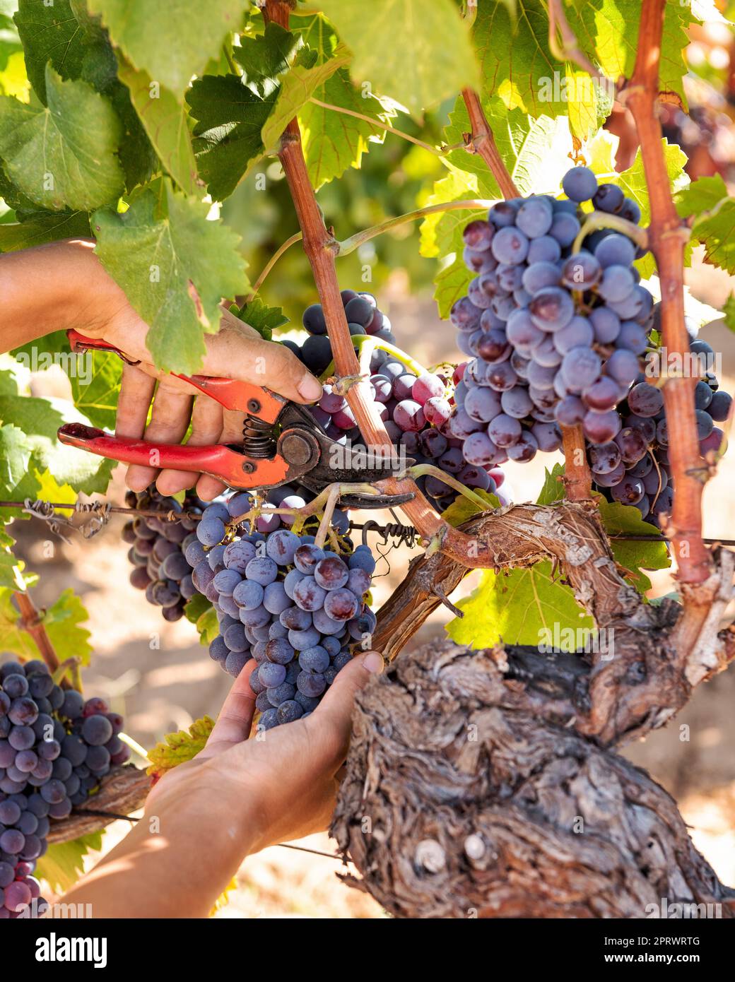 Cannonau grape harvest. Manual harvesting of grapes. Agriculture Stock Photo - Alamy