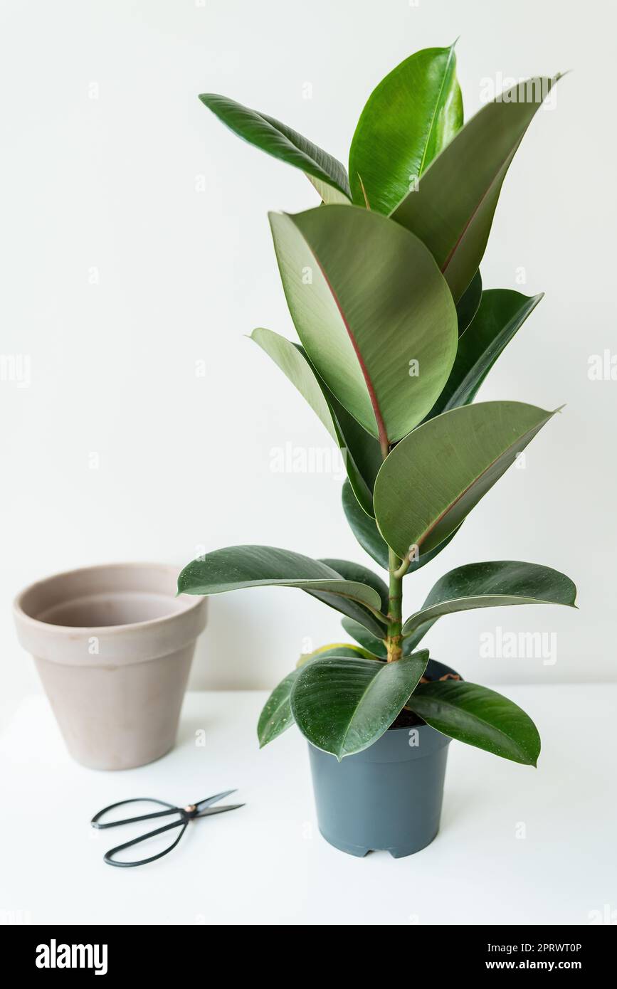 Transplantation of elastic ficus (rubber fig) in the home interior ...