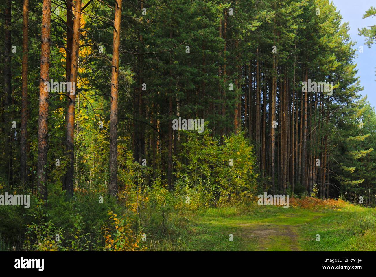 Large coniferous trees in the forest. Beauty of nature. Forest ...
