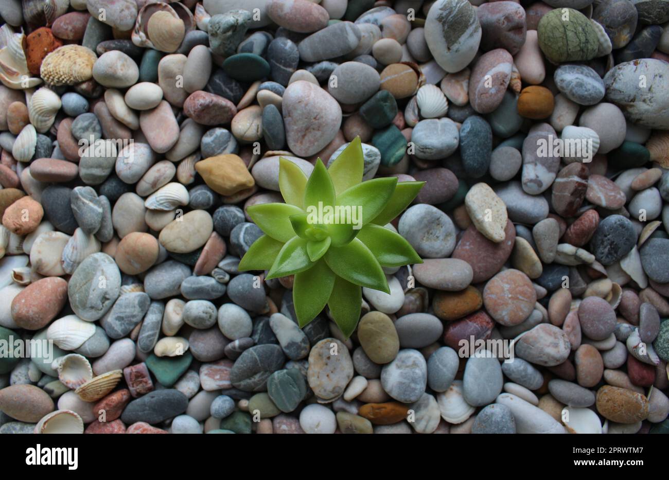 A lone sprout breaks through the rocky ground top view concept photo ...