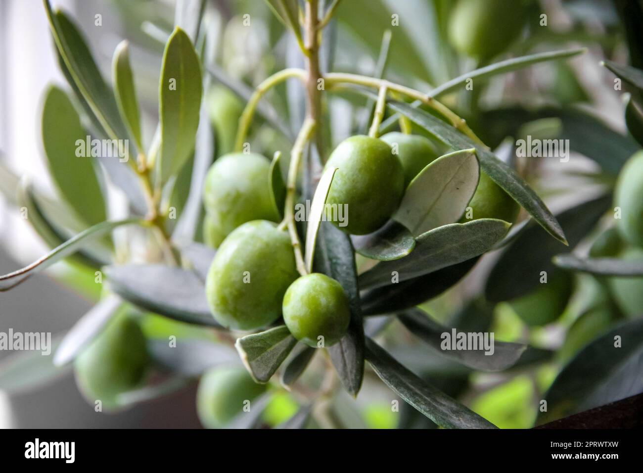 Olive branch closeup view Stock Photo - Alamy