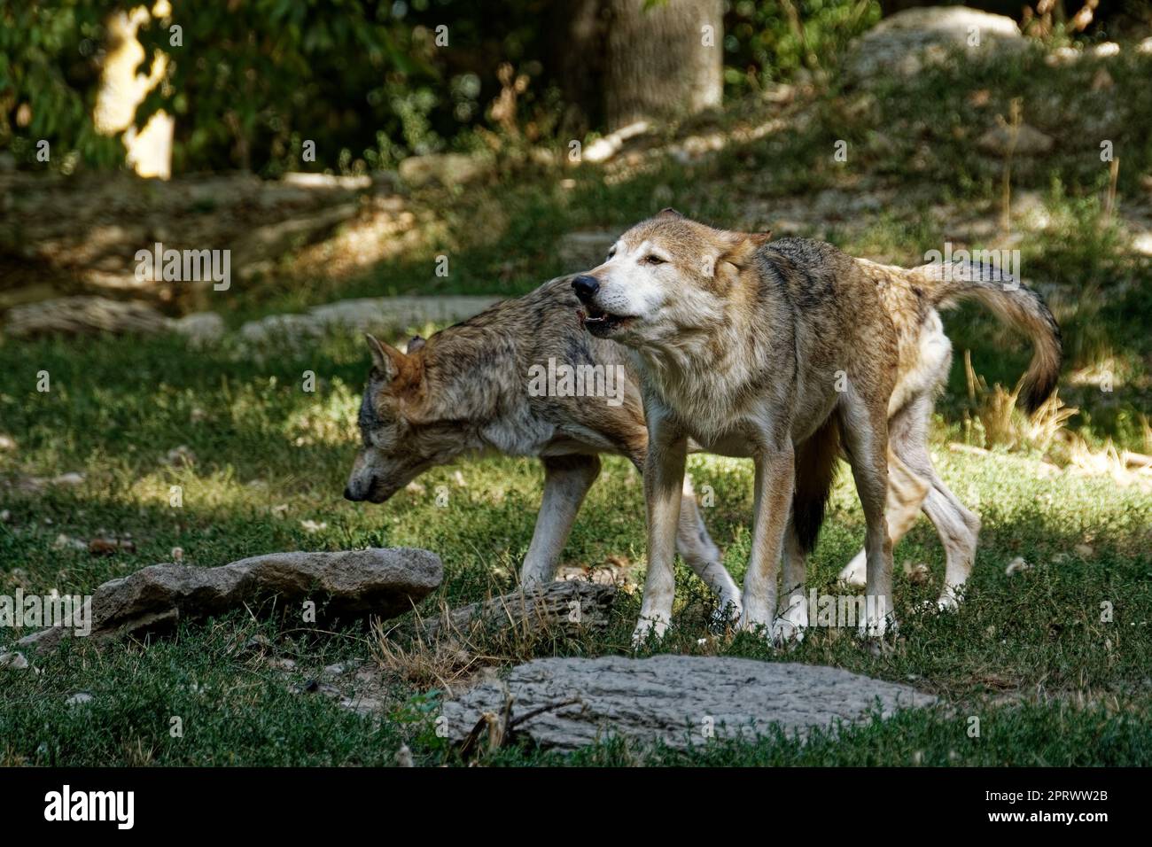 Timberwolf hi-res stock photography and images - Alamy