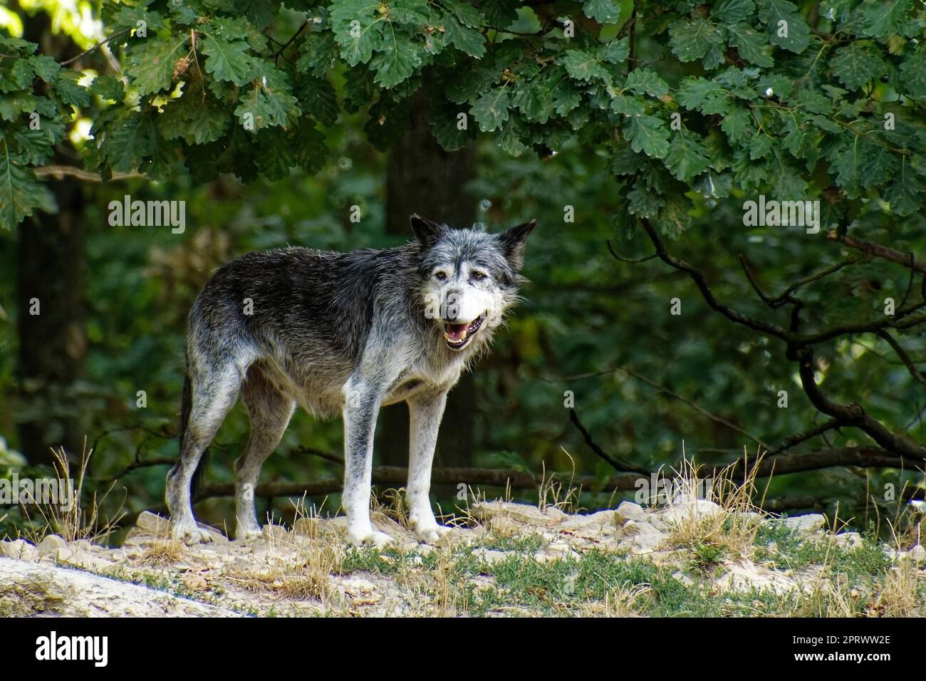 Timberwolf hi-res stock photography and images - Alamy