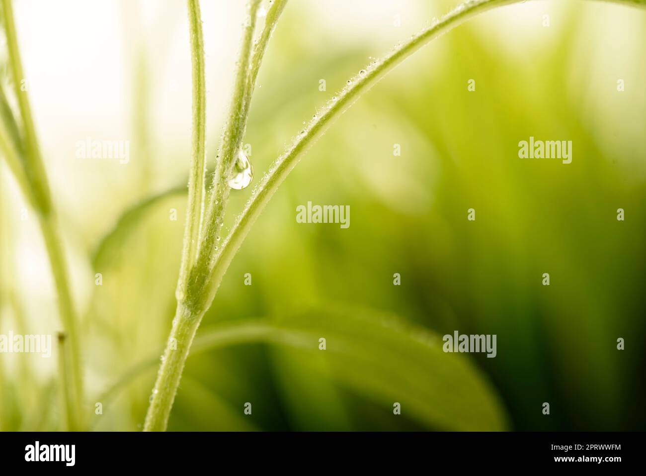 Green leaf eco plant hi-res stock photography and images - Alamy