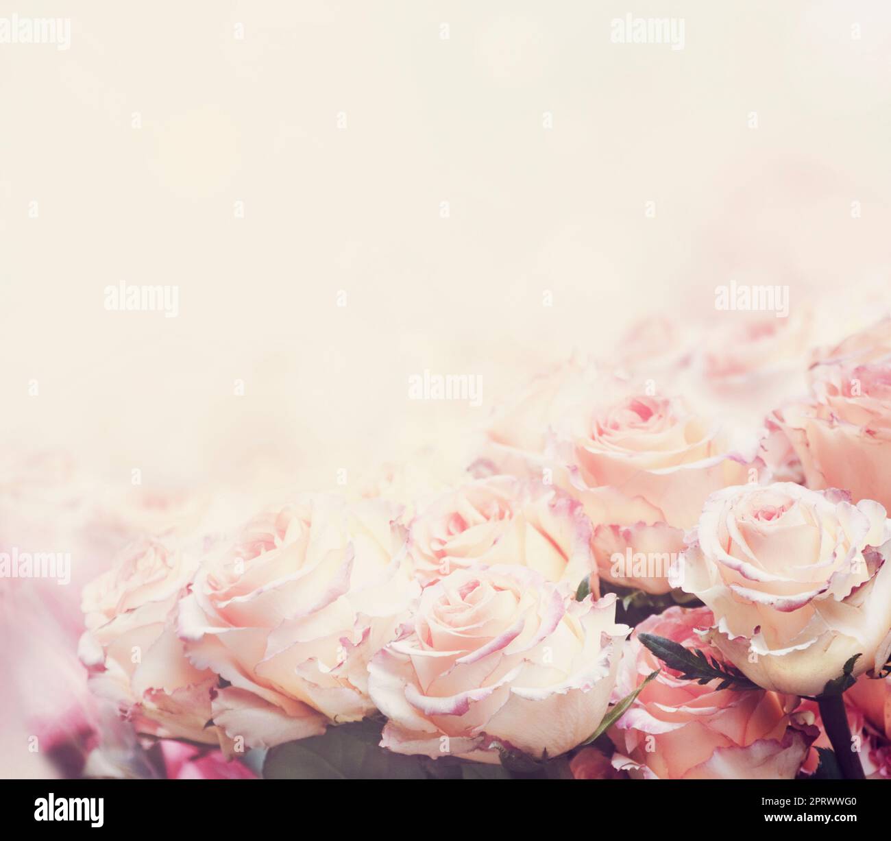 Banner design with roses hi-res stock photography and images - Alamy