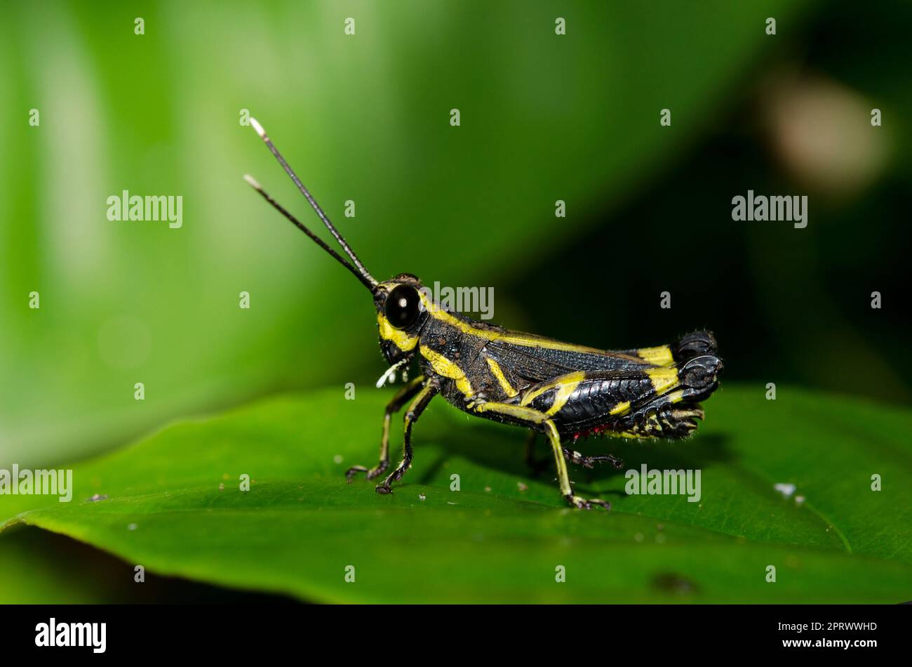 Grasshopper, Traulia azureipennis, on leaf, Klungkung, Bali, Indonesia ...