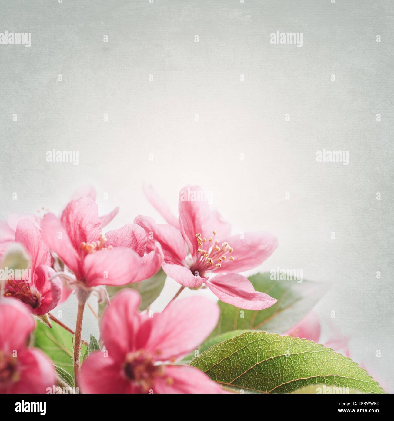 Spring blossom texture hi-res stock photography and images - Alamy