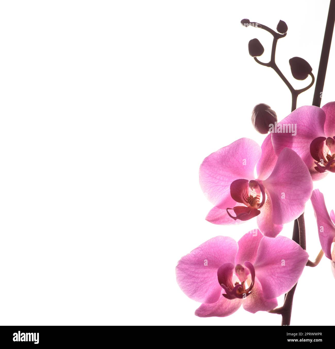 Orchid flower border design hi-res stock photography and images - Alamy
