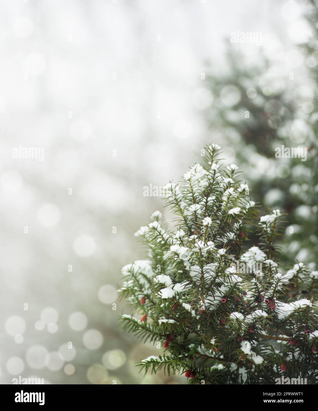 Pine tree under snow Stock Photo - Alamy