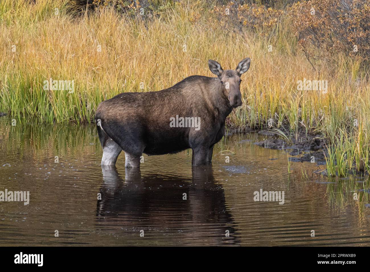 Female moose hi-res stock photography and images - Alamy