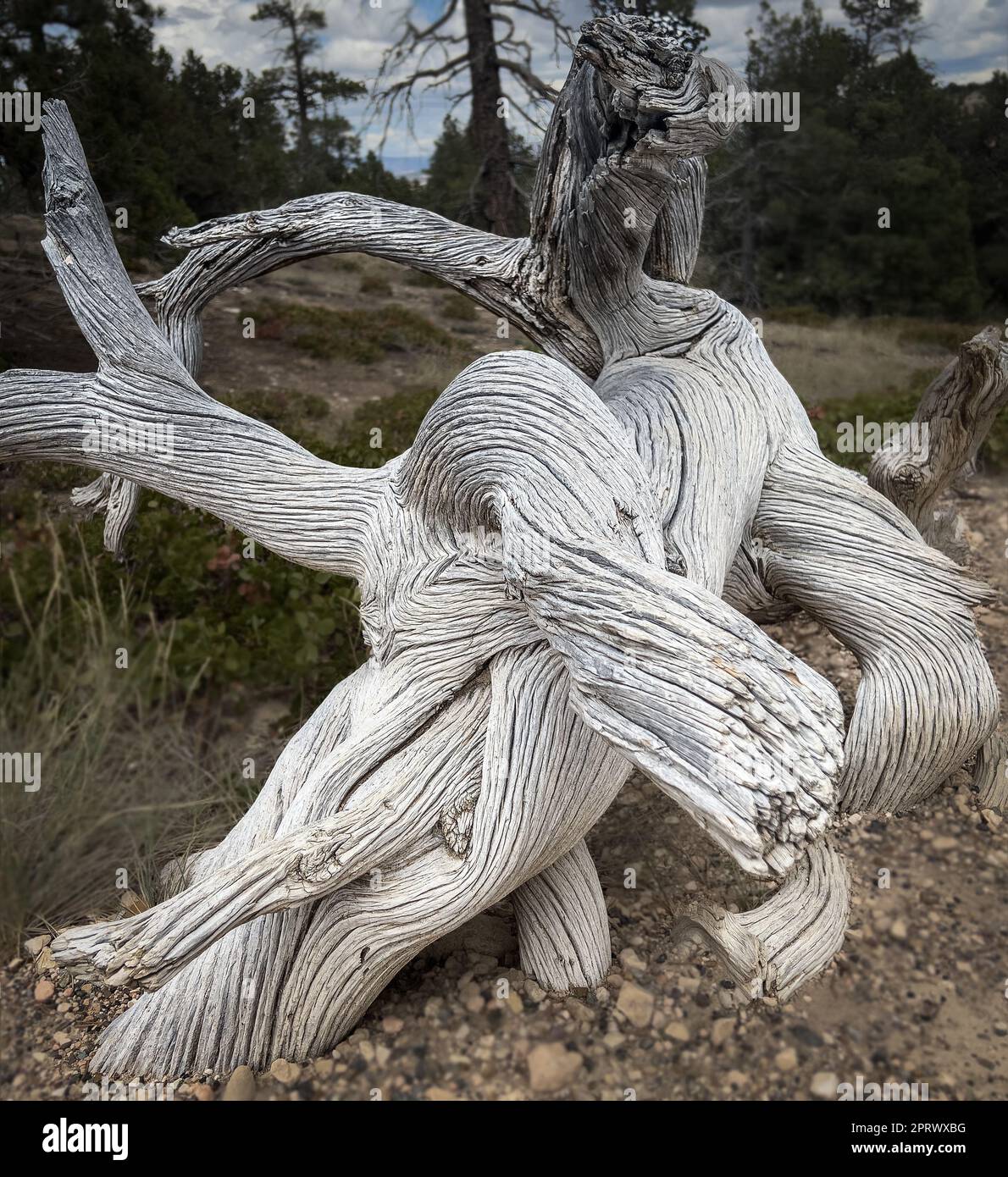 Dead tree bark hi-res stock photography and images - Alamy