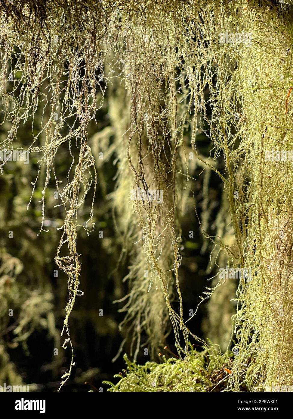 Lush tree branch hi-res stock photography and images - Alamy