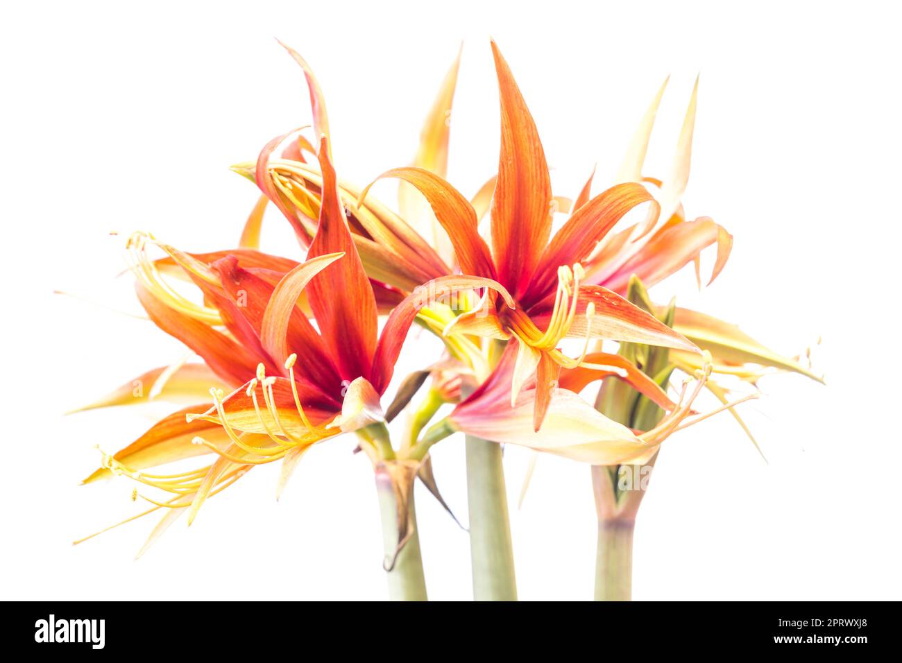 Amaryllis hippeastrum bouquet Cut Out Stock Images & Pictures - Alamy