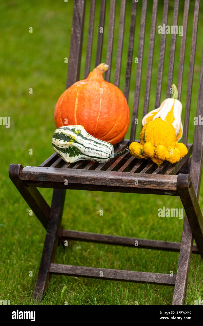 Pumpkins collection hi-res stock photography and images - Alamy