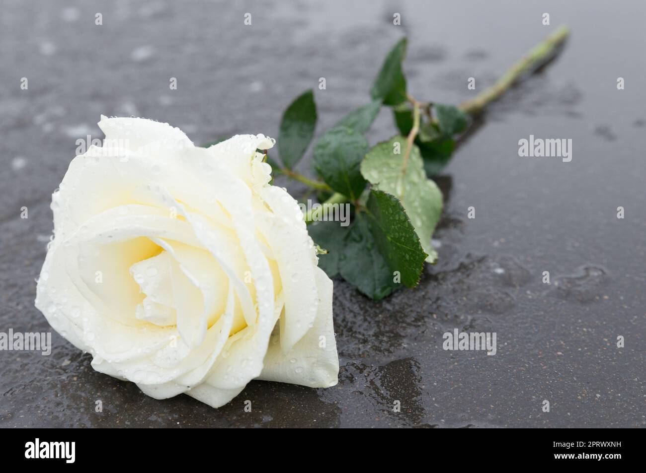 Dank rose hi-res stock photography and images - Alamy