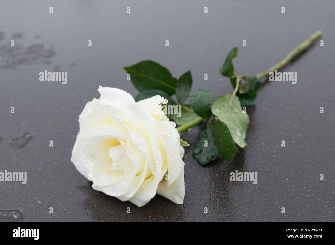 Dank rose hi-res stock photography and images - Alamy