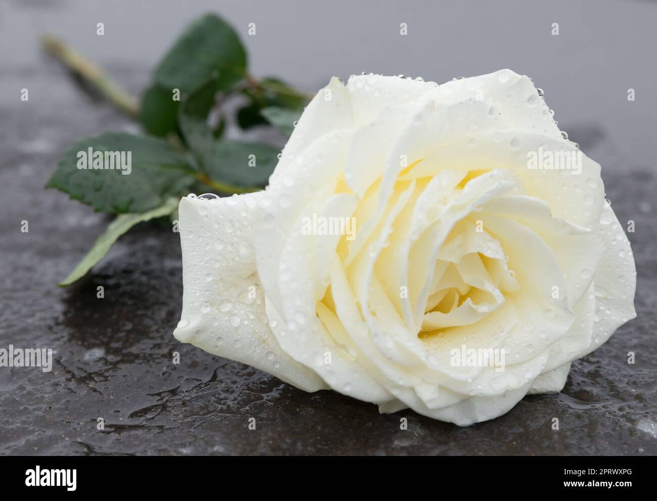 Dank rose hi-res stock photography and images - Alamy