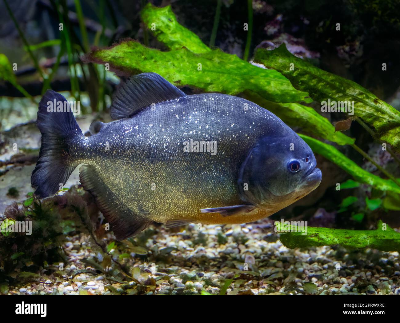 Closeup of a piraya piranha Stock Photo - Alamy