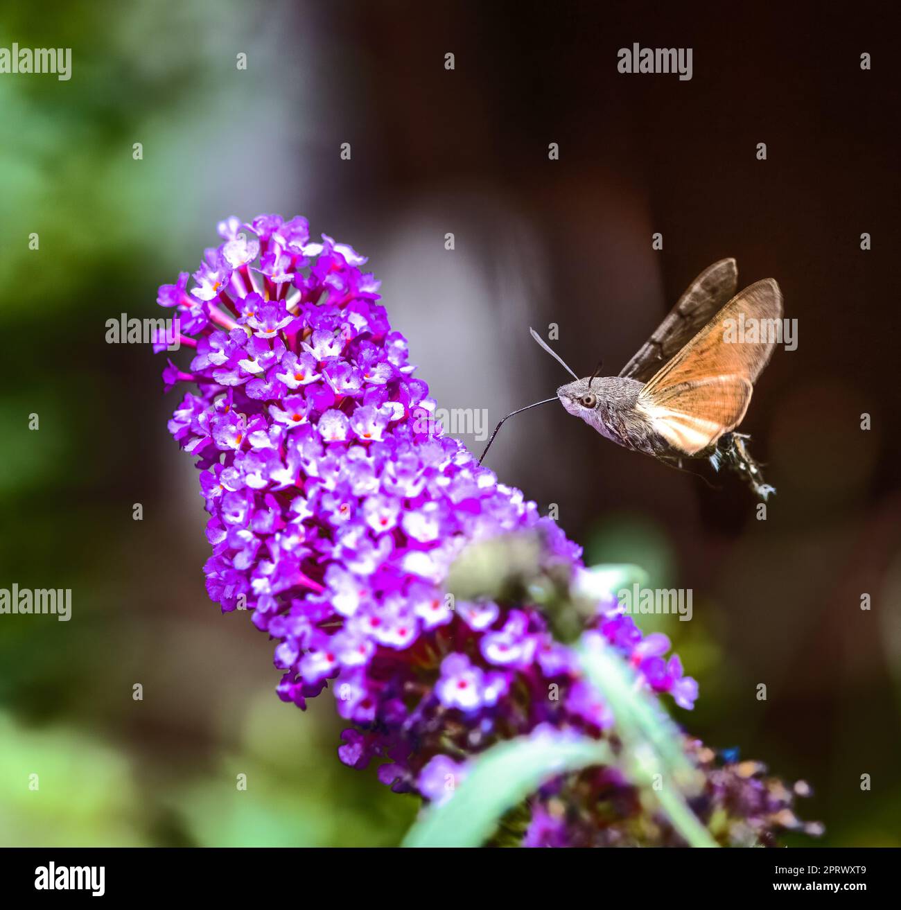 Hummingbird hawk-moth flying to a budleia flower Stock Photo - Alamy