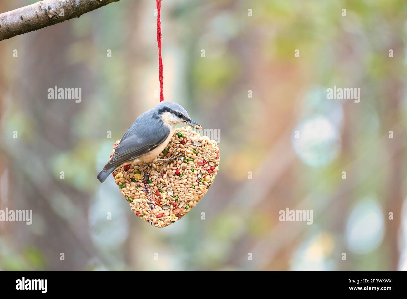 Nuthatch, observed at a feeder heart feeding in the forest. Small gray ...