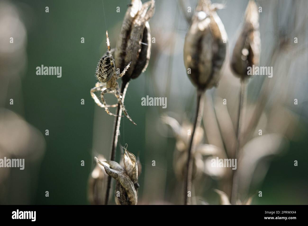Cross spider crawling on a spider thread to a plant. A useful hunter ...