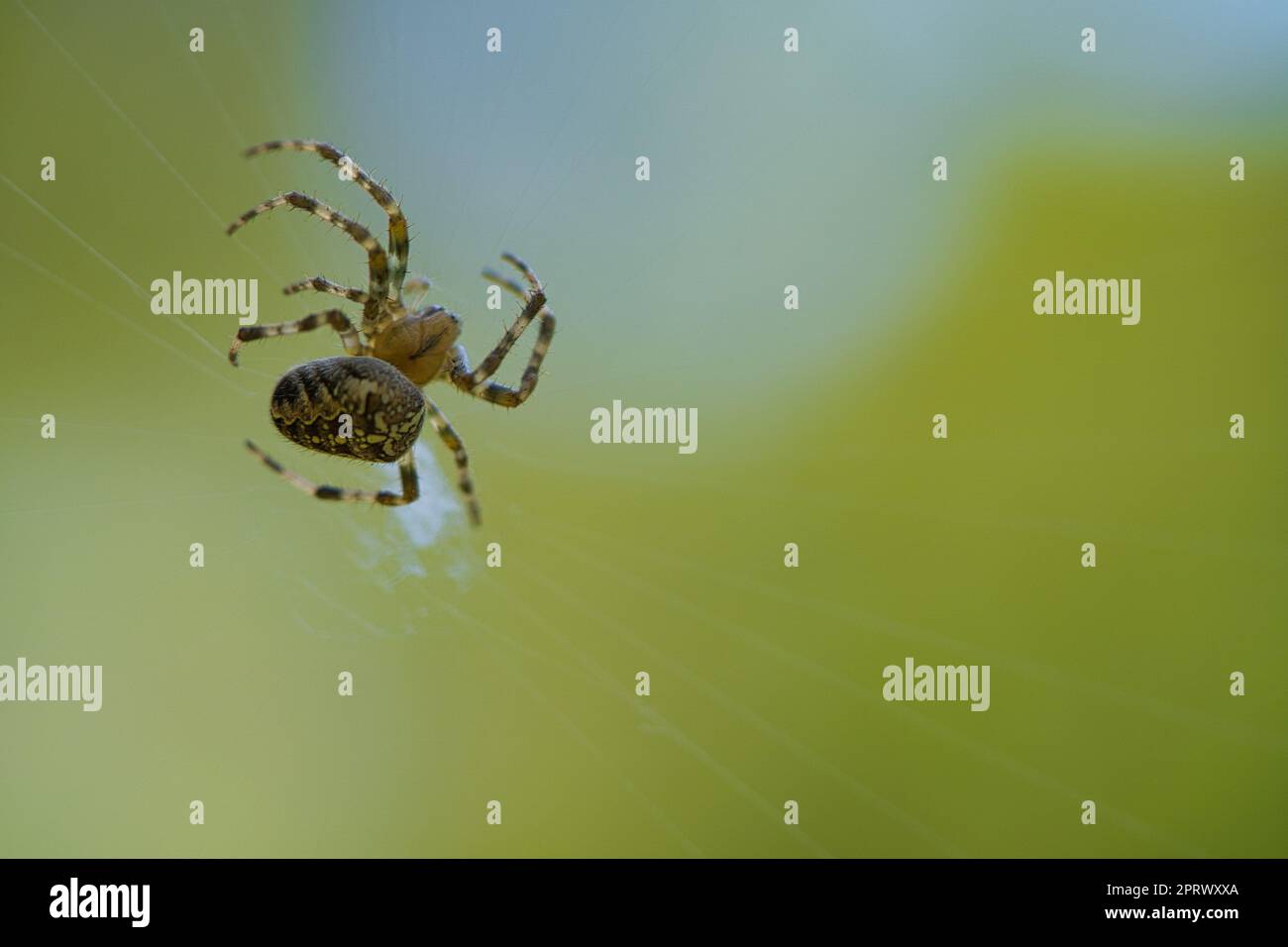 Cross spider crawling on a spider thread. Halloween fright. A useful ...