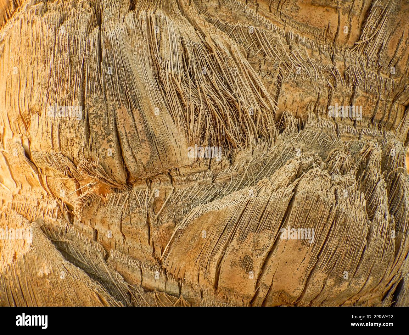 bark from a palm tree on the beach in egypt detail Stock Photo - Alamy