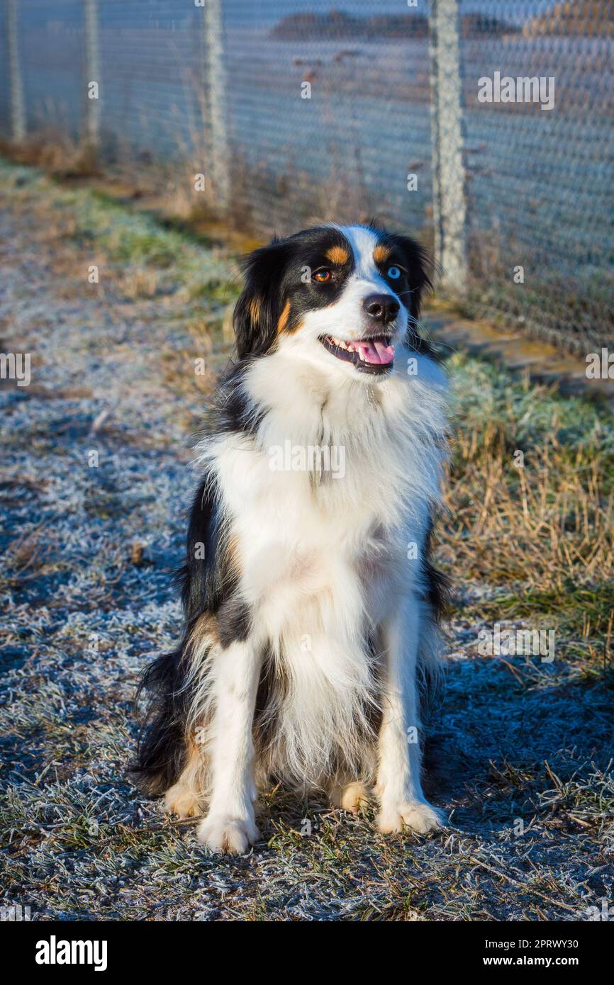 australian shepherd dog waiting Stock Photo - Alamy