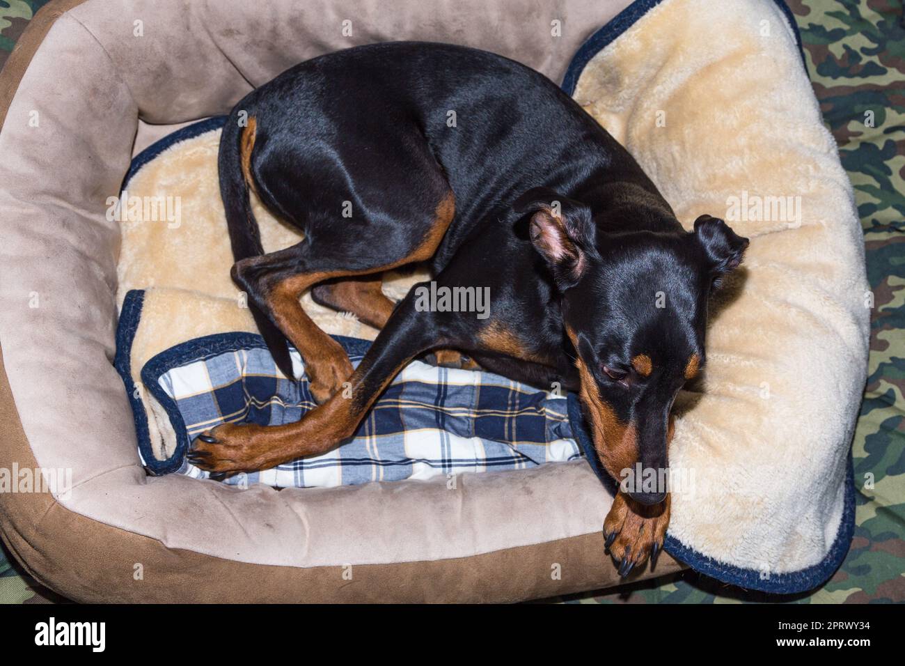 Pincher hi-res stock photography and images - Alamy