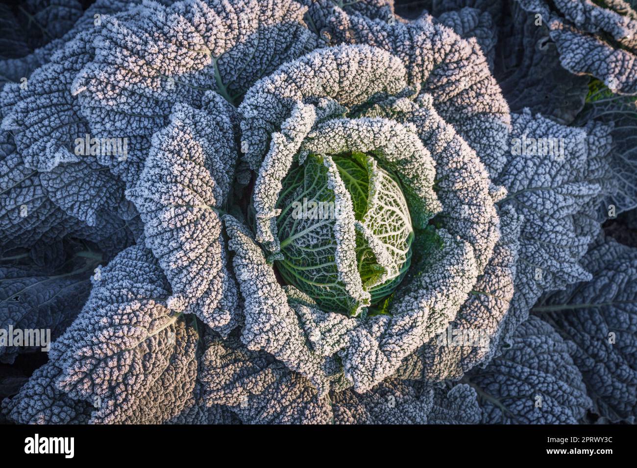 Cabbage in frost hi-res stock photography and images - Alamy