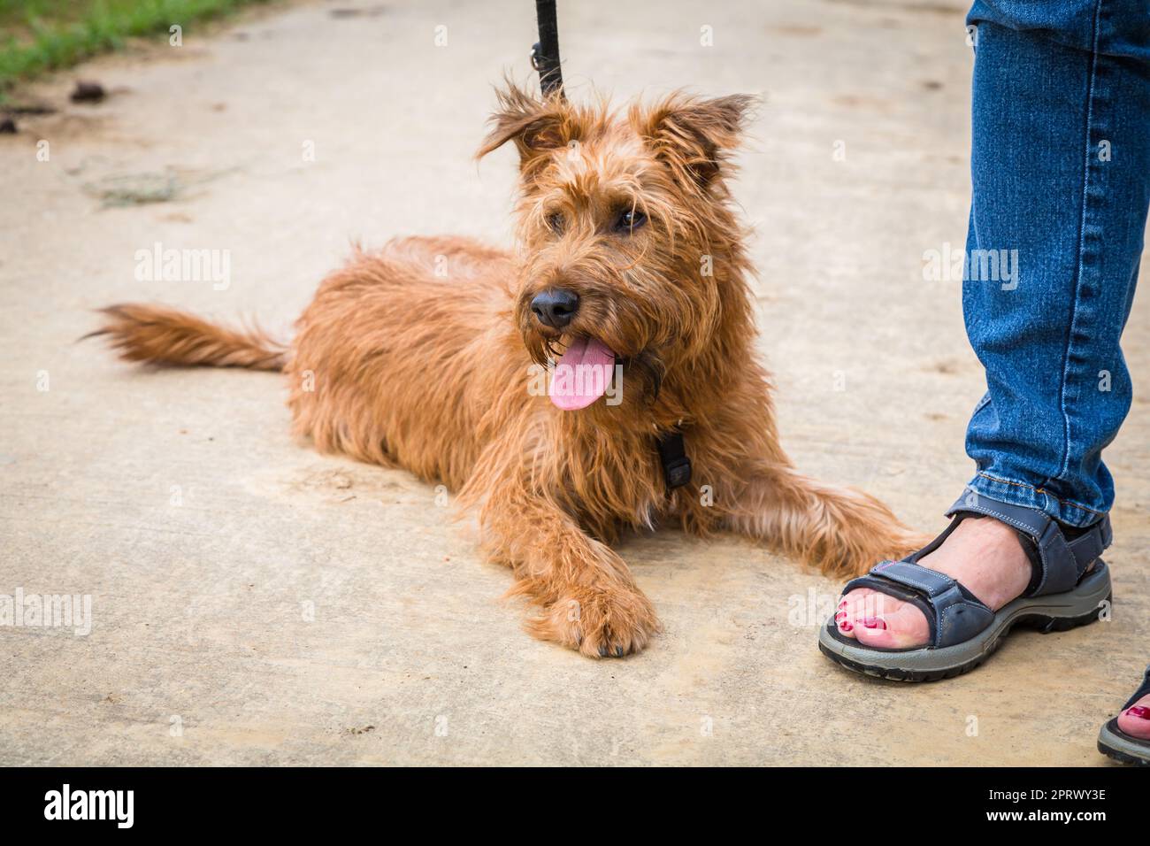 Disheveled hi-res stock photography and images - Alamy