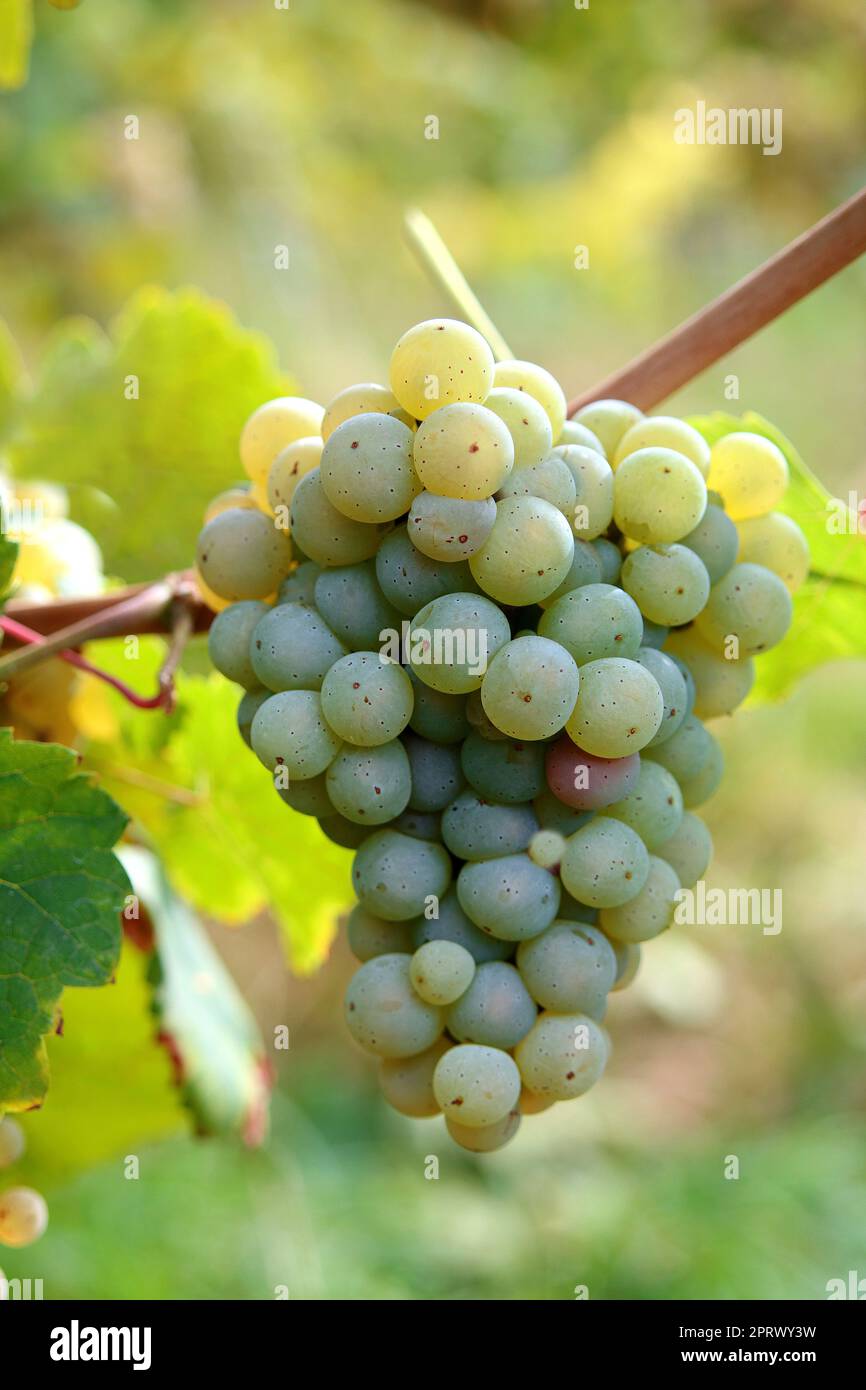 Grapes in late summer Stock Photo - Alamy