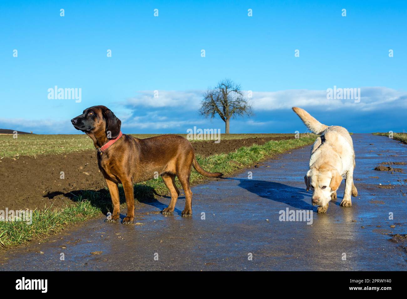 two dogs in morning sun Stock Photo - Alamy