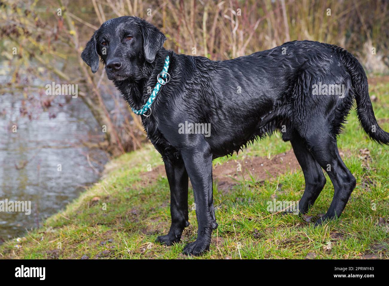 Schwarzer Labrador Pitbull Mix