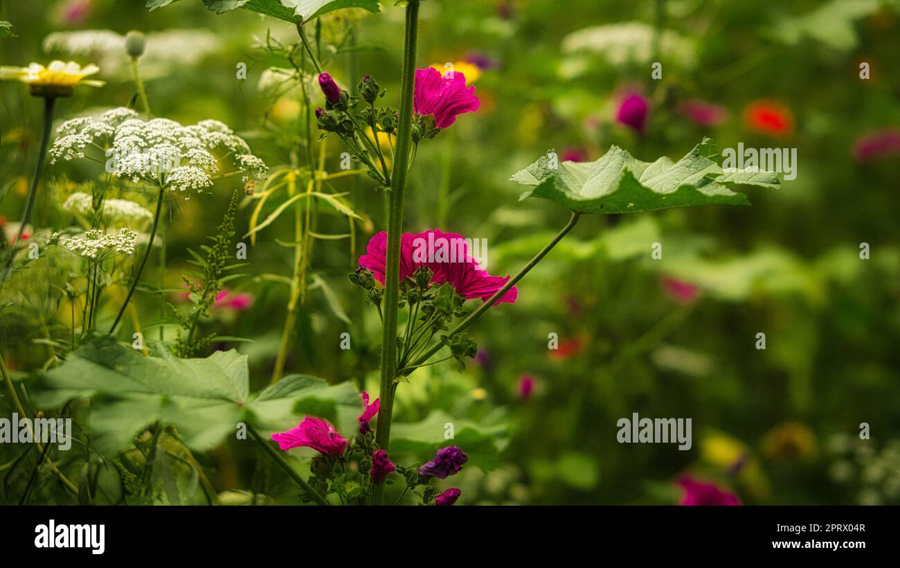 Red flower with beautiful petals individually depicted on a flower ...