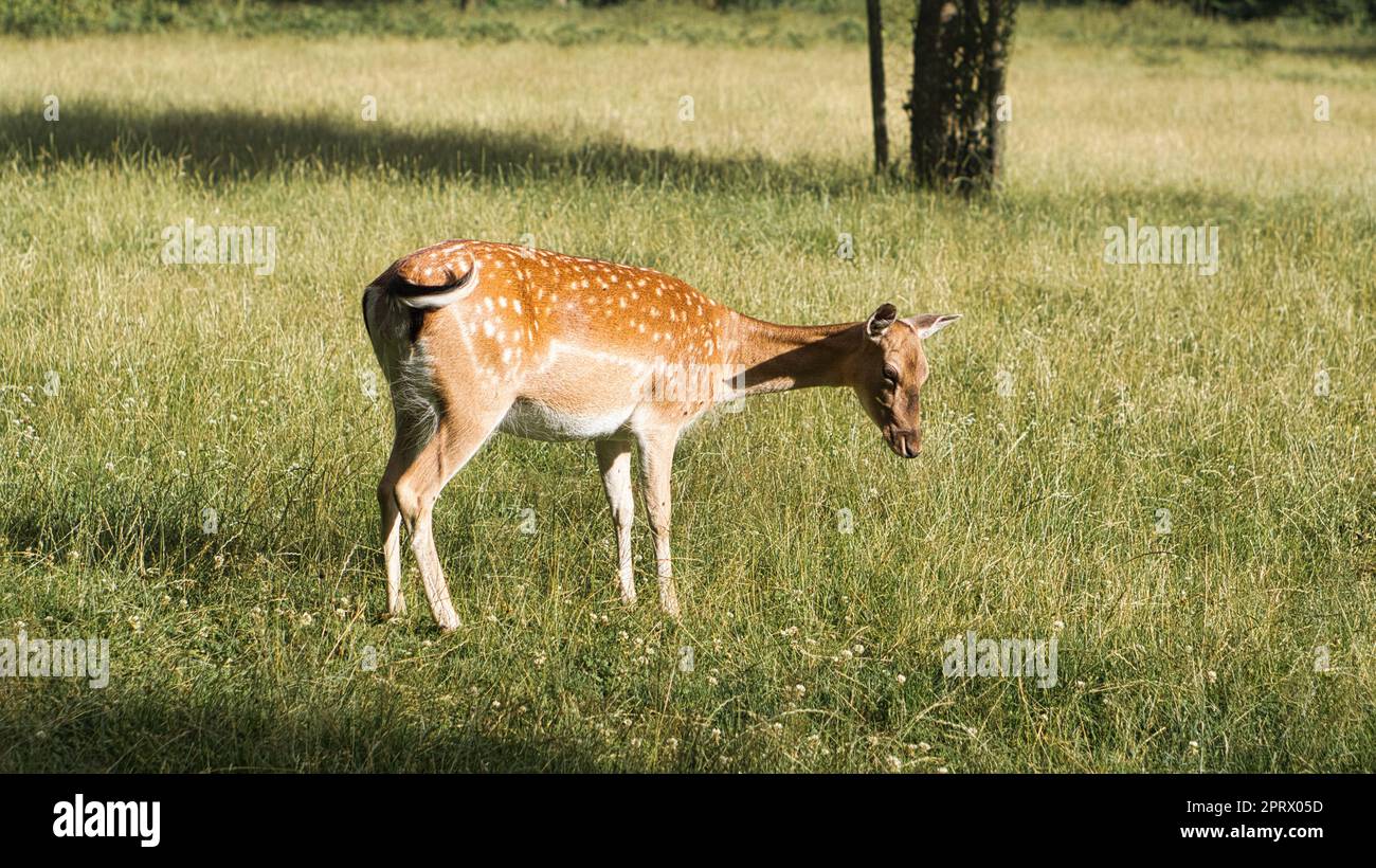 Deer on a meadow while grazing. the deer cow eats relaxed from the ...