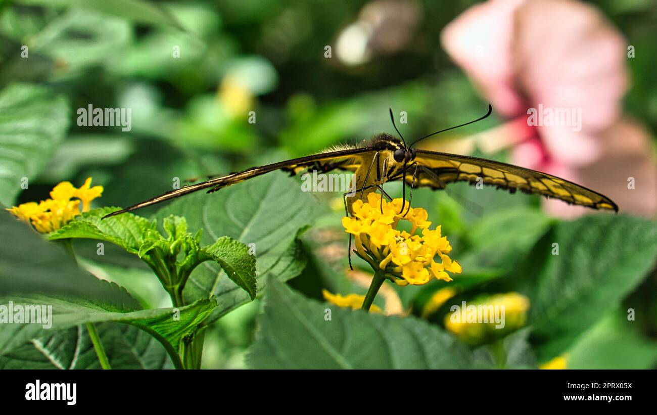 Detailed flower photography hi-res stock photography and images - Alamy