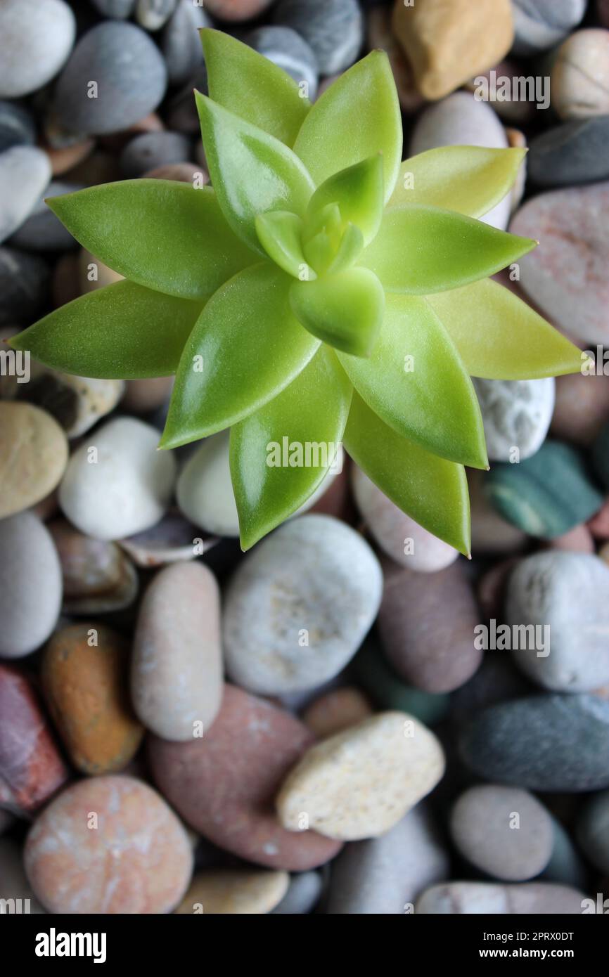 Money Tree Sprout Growing On A Smooth Gravel Stones Vertical Photo For ...