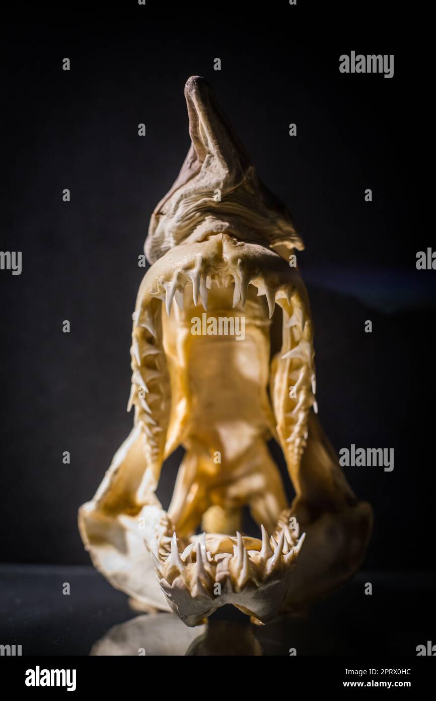 Shark skeleton hi-res stock photography and images - Alamy