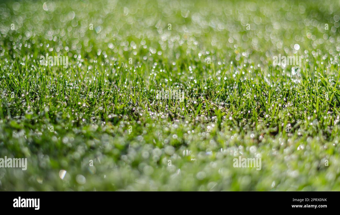 Dew grass hi-res stock photography and images - Alamy