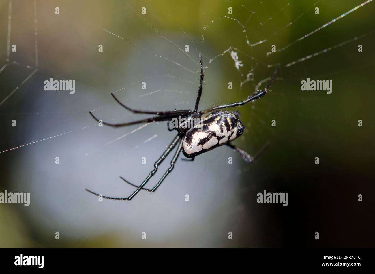 Pear-Shaped Leucauge Spider, Opadometa fastigata, on web, Klungkung ...