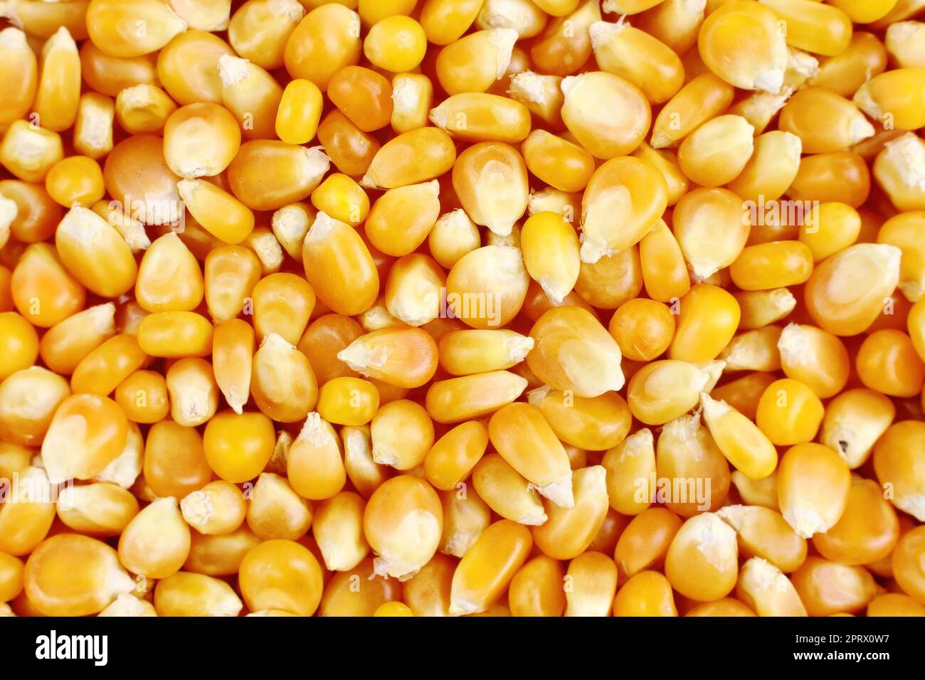 Top view of bright yellow and orange dried corn seeds texture close up ...
