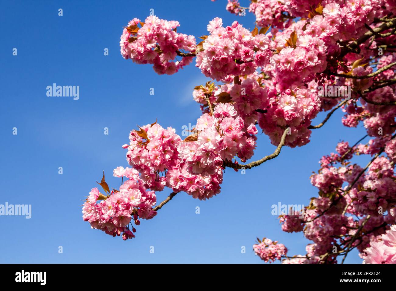 Japanese cherry blossom branch in spring Stock Photo - Alamy